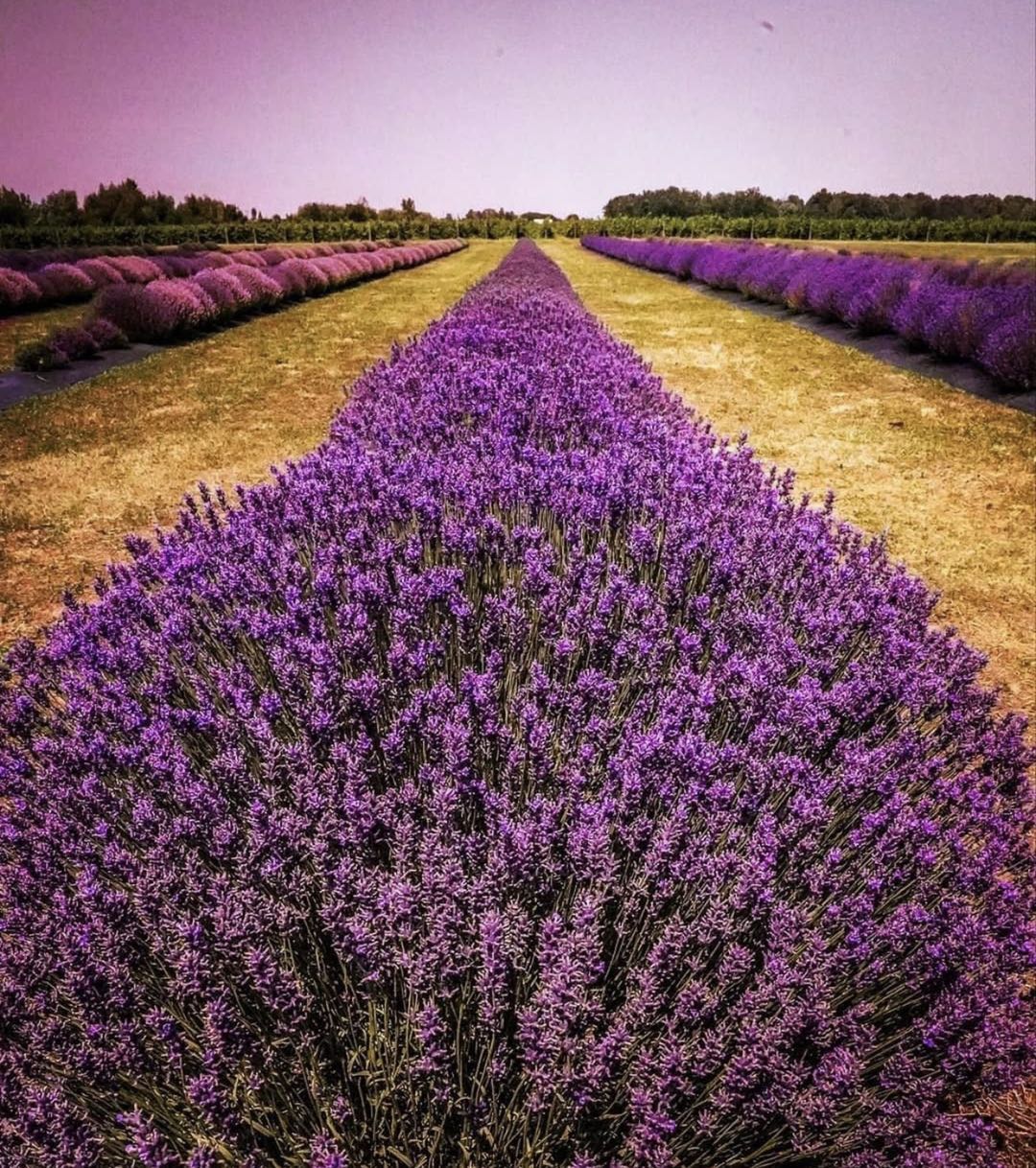 联系阿雅 - 阿雅之家：多伦多长租、短租、学生寄宿